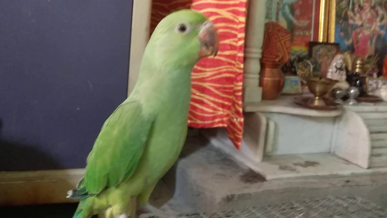 4 month baby parrot || beautiful Indian ringneck parrot || taking ...