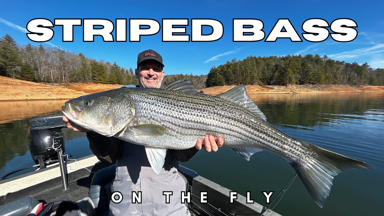 FLY FISHING Freshwater Striped Bass (DAY 1) - YouTube