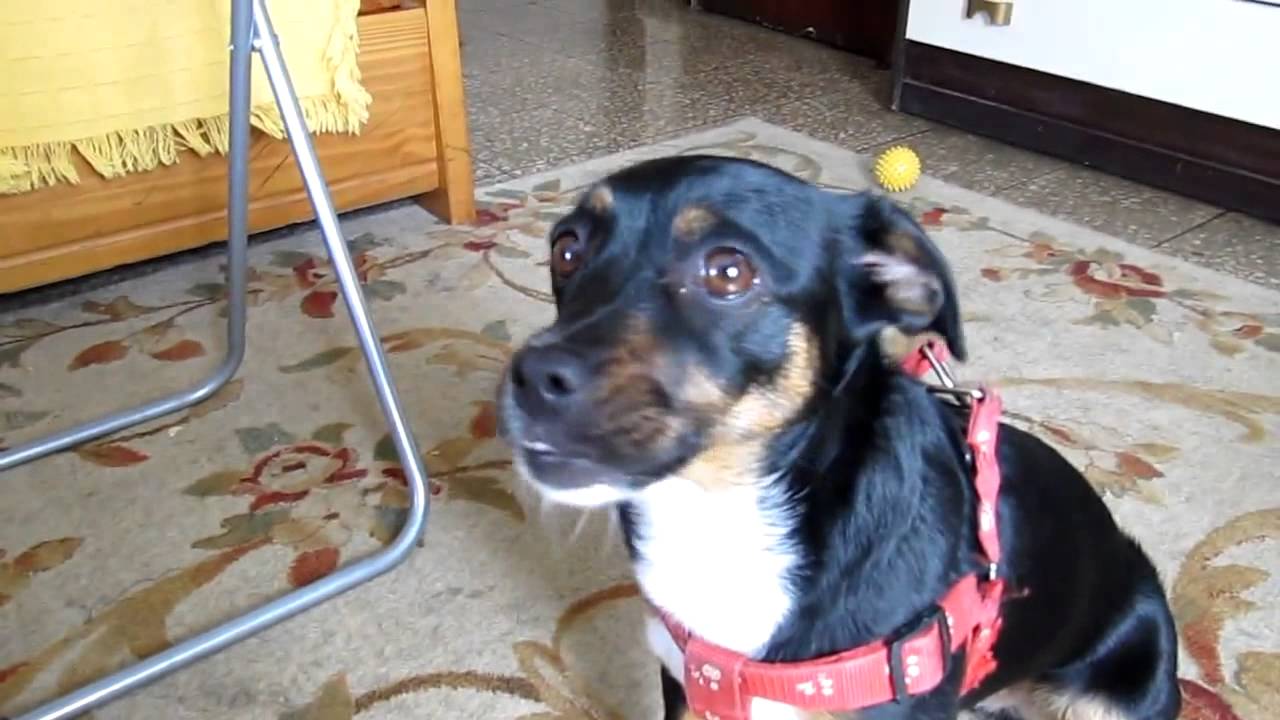 Mi perrita, Lula, dice HOLA (My dog, Lula, says 'Hola' =Hello) - YouTube