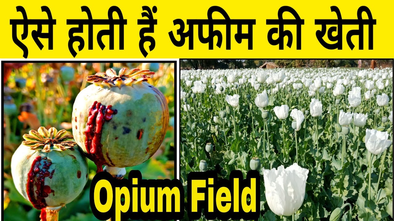 अफीम की खेती सीधी खेत से देखें | Afim ki kheti | Opium field | Afeem ki ...