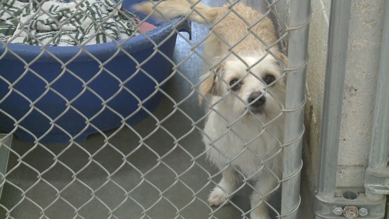 New program aims to keep pets with owners - YouTube