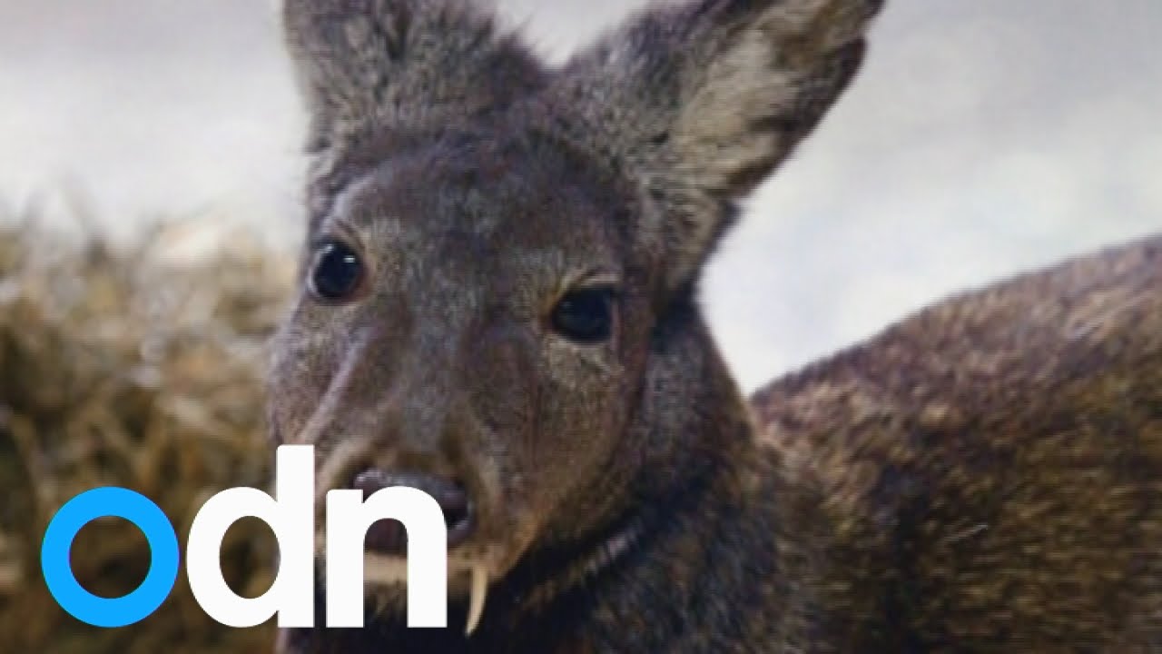 Extremely rare 'vampire' deer is spotted for first time in 60 years ...