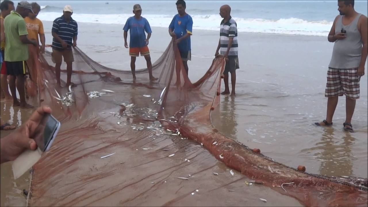 Calangute beach morning fish catch - YouTube