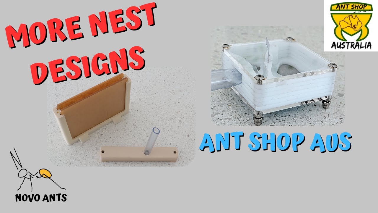 More ant nests at Ant Shop Aus - Ant Keeping - YouTube