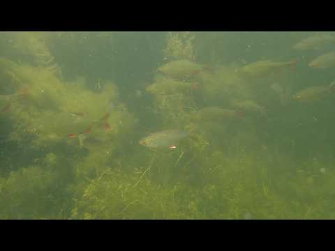 Teeming shoals of Rudd & Roach with Perch & Silver Bream, enjoying Burwell Lode by Cock-up Bridge