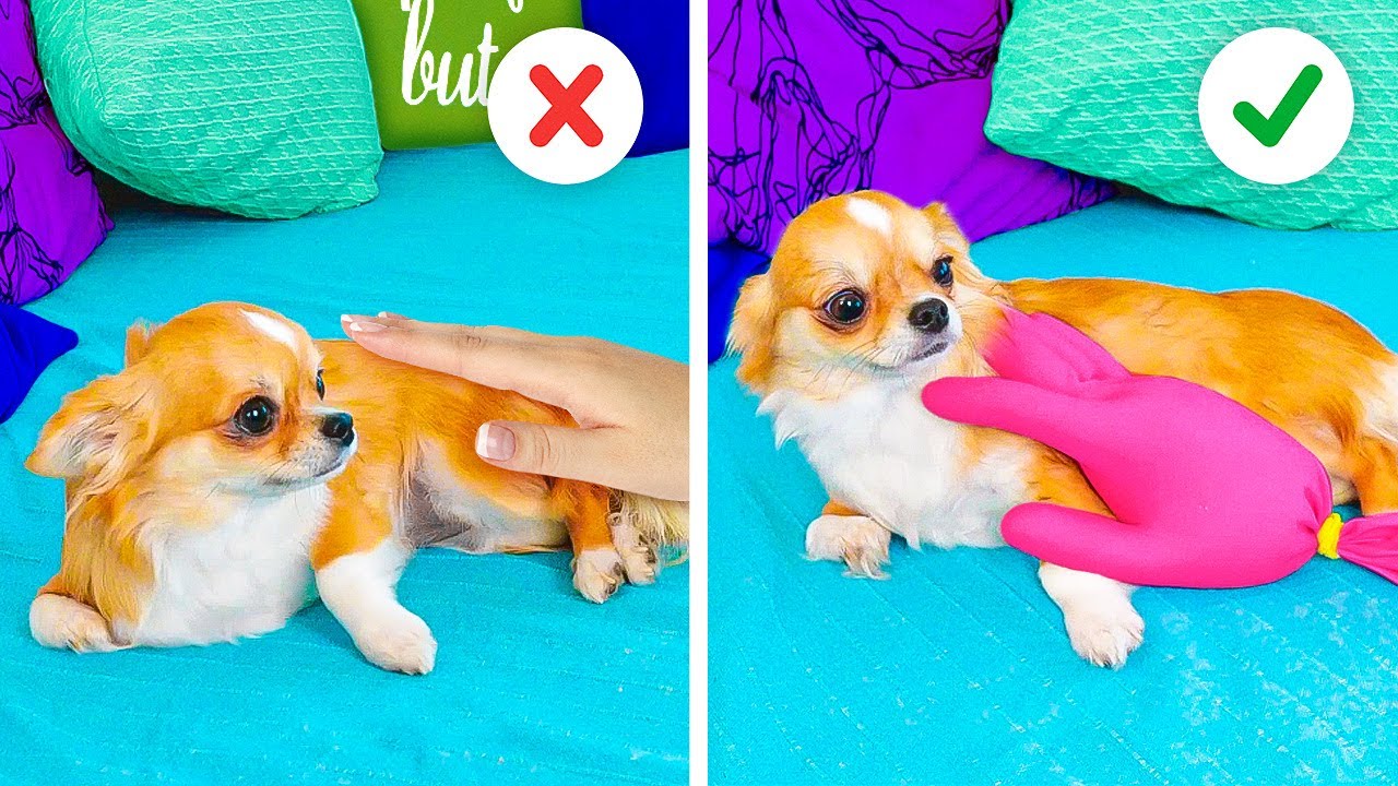 GENIUS SOLUTIONS FOR DOG OWNERS TO MAKE YOUR PET S LIFE BETTER YouTube GENIUS SOLUTIONS FOR DOG OWNERS TO MAKE YOUR PET S LIFE BETTER YouTube