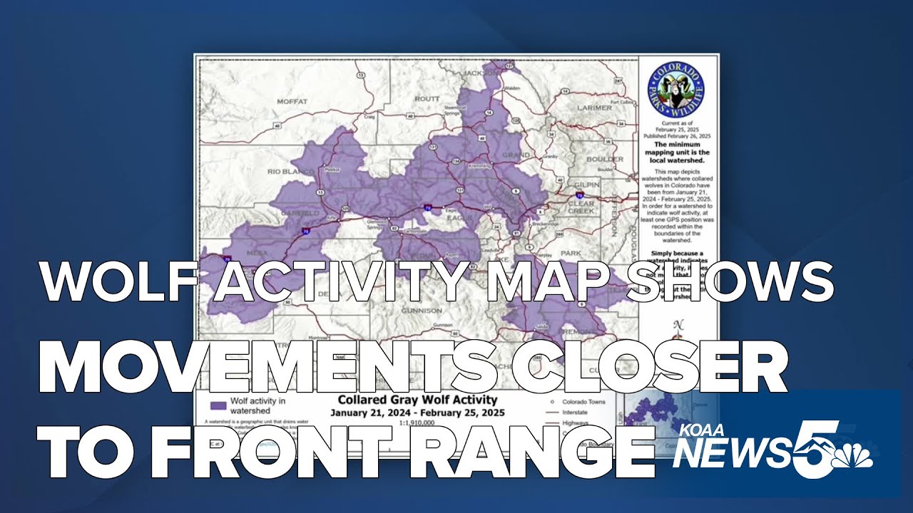 Latest Colorado wolf activity map shows movements closer to Front Range ...