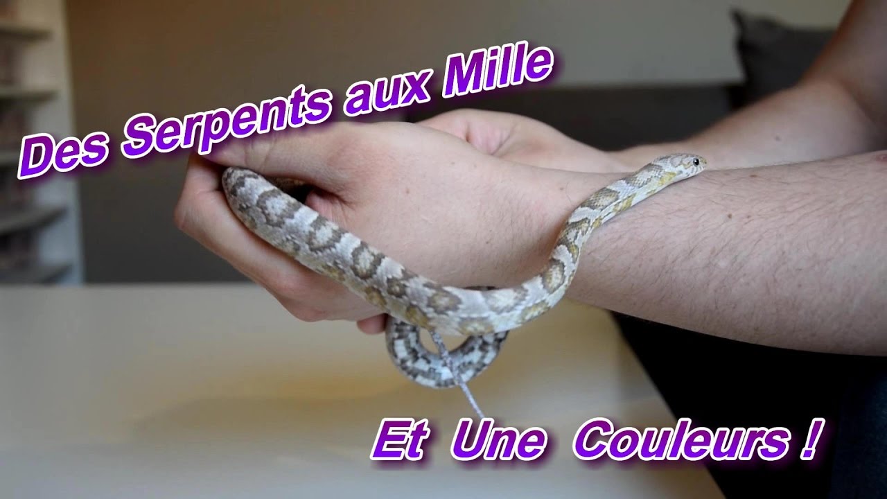 Des Serpents aux mille et une Couleurs - YouTube