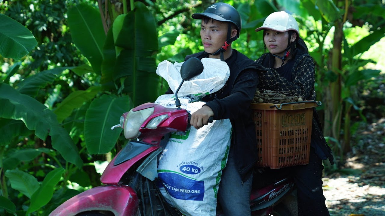 A bountiful fruit season: Pao and Ha happily harvest the first crop of ...