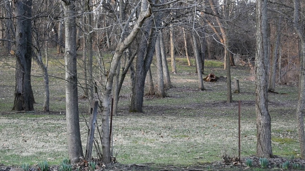 Deer chasing fox in field - YouTube