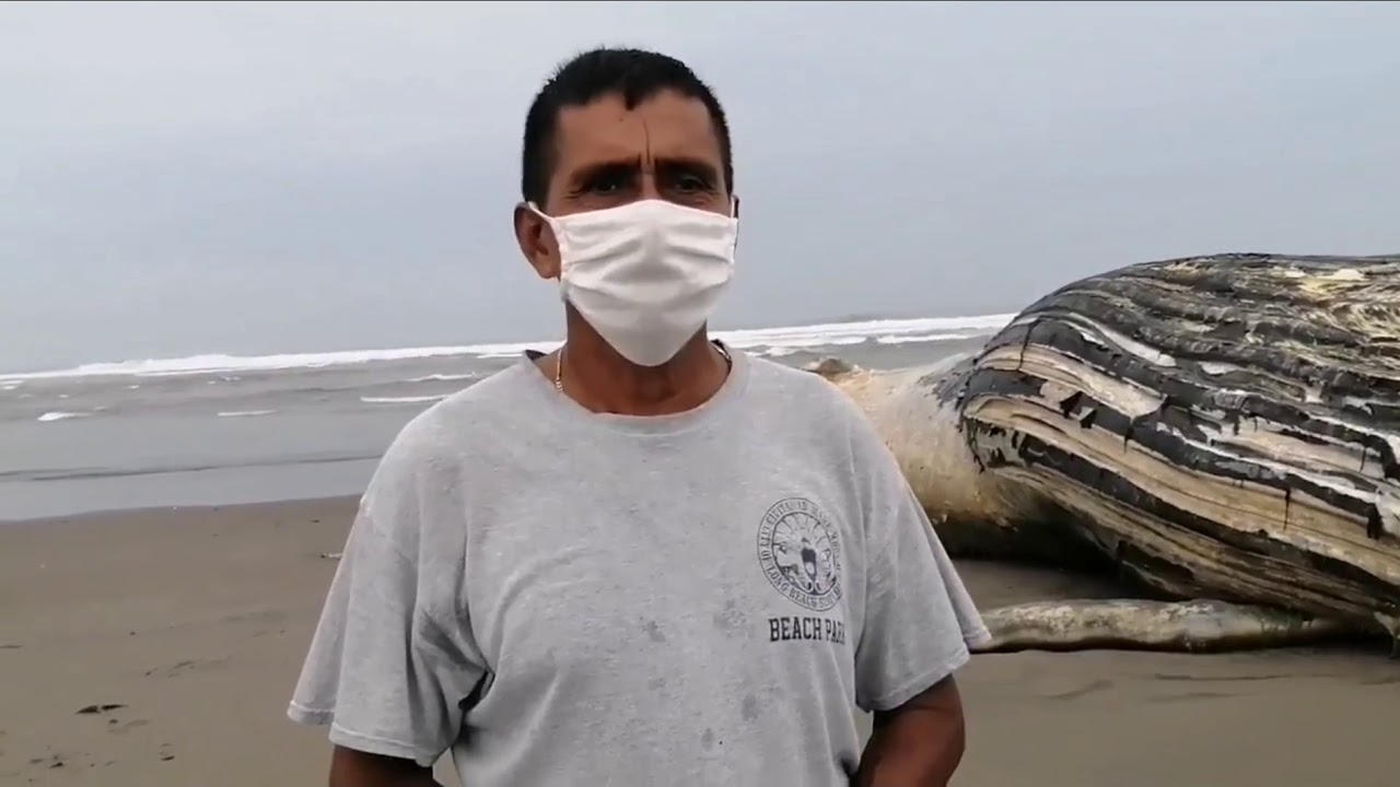 😱 ballena en las playas de tulate - YouTube