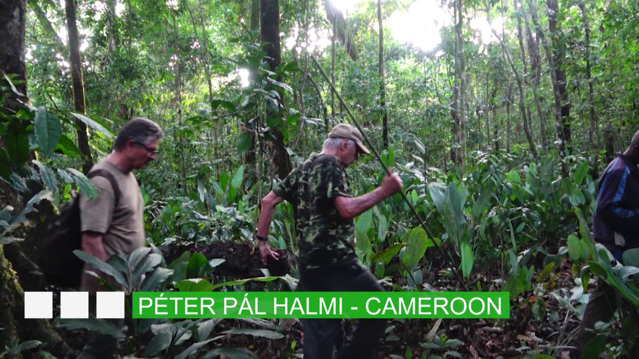 Halmi Péter Pál – Kamerun - YouTube