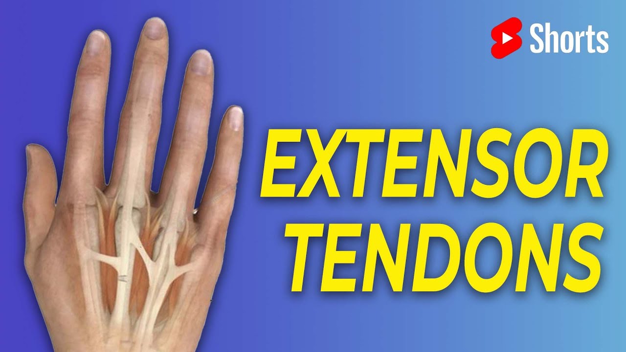 Finger Extensor Tendon Injury Basics - YouTube