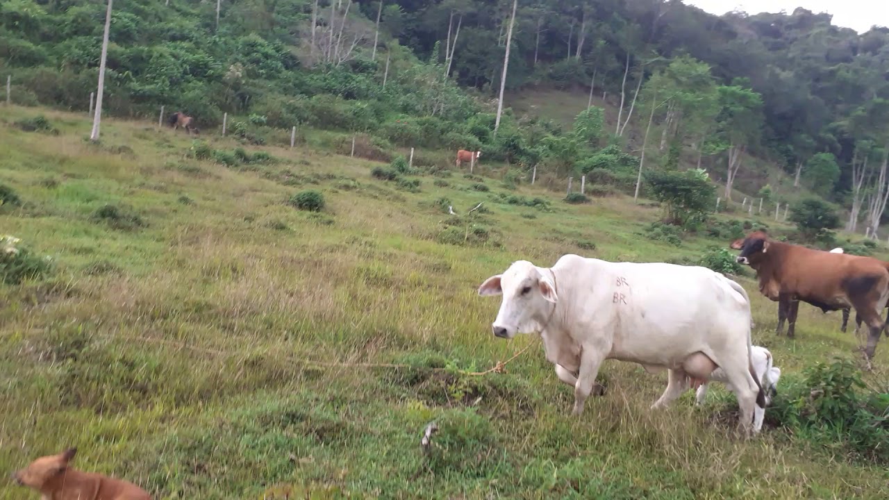 La vaca brava - YouTube