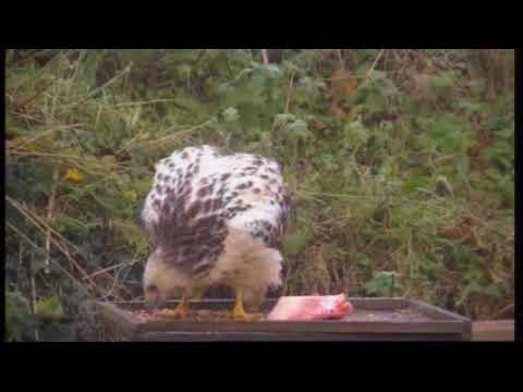 BosCam1 2017 12 02 121403 Witte Buizerd - YouTube