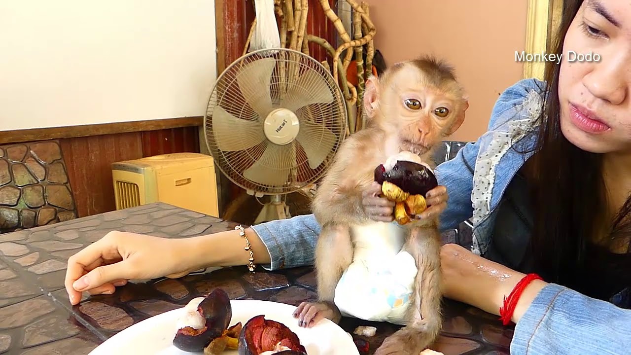 Baby Monkey Dodo Get Much Mangosteen For lunch Time - YouTube