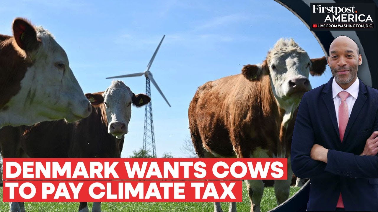 Denmark: Cows to Pay $100 Tax For Their Burps and Farts | Firstpost ...