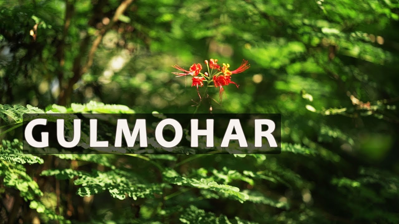 Gulmohar Features and Uses | All You Need to Know About Gulmohar - YouTube