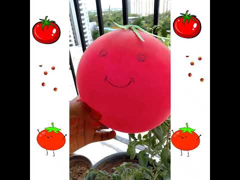 Tomato 🍅 using balloon 🎈 - YouTube