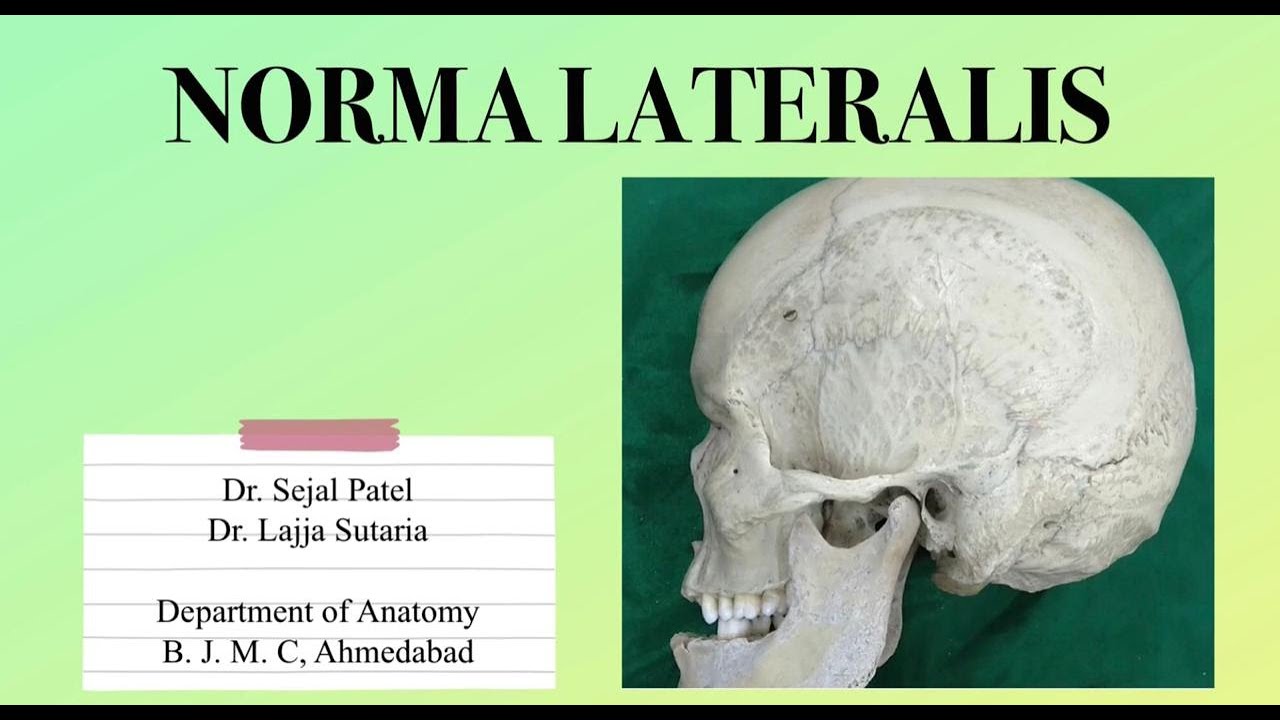 BJMC: Norma lateralis - YouTube