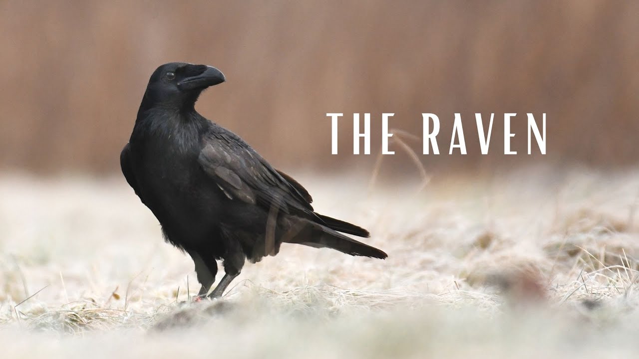 The Raven - YouTube