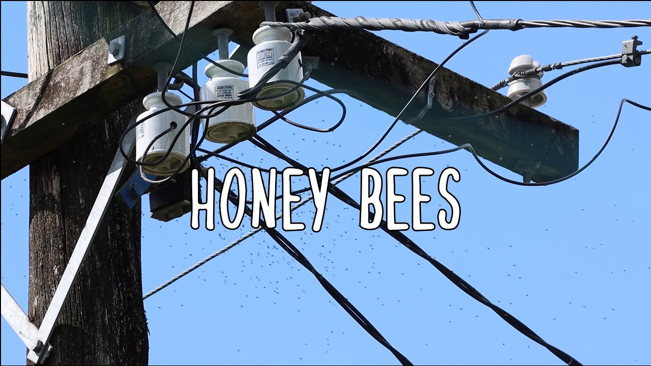 Beehive Buzz: Captivating Honey Bee Swarm around Power Line Box | 4K ...