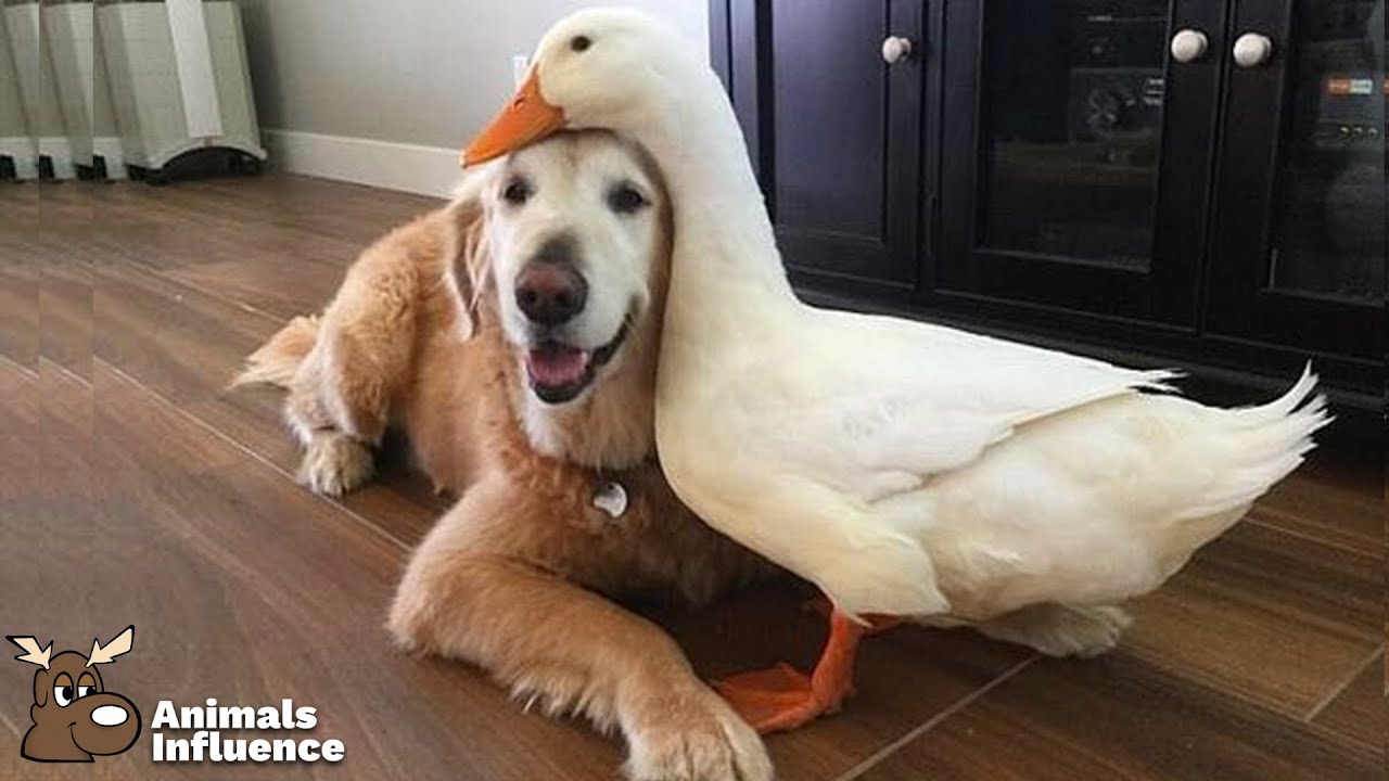 What The Ducks Of Animals Influence Do In A Day | The Funniest Duck ...