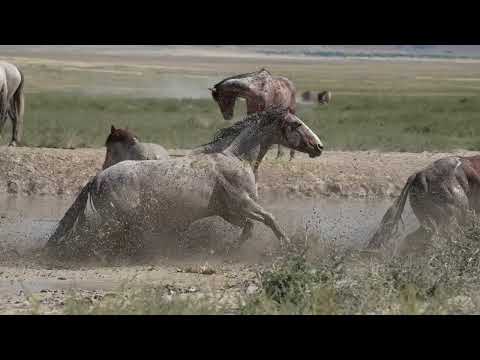 Hot Blood + Cold Blood = ? | The Ultimate Horse Breed Explained