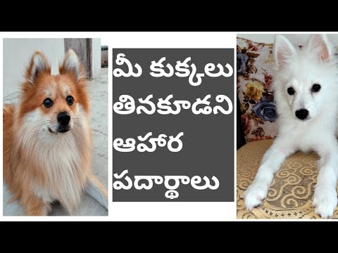 మీ కుక్కలు తినకూడని ఆహార పదార్థాలు || Dog dangerous foods in Telugu ...