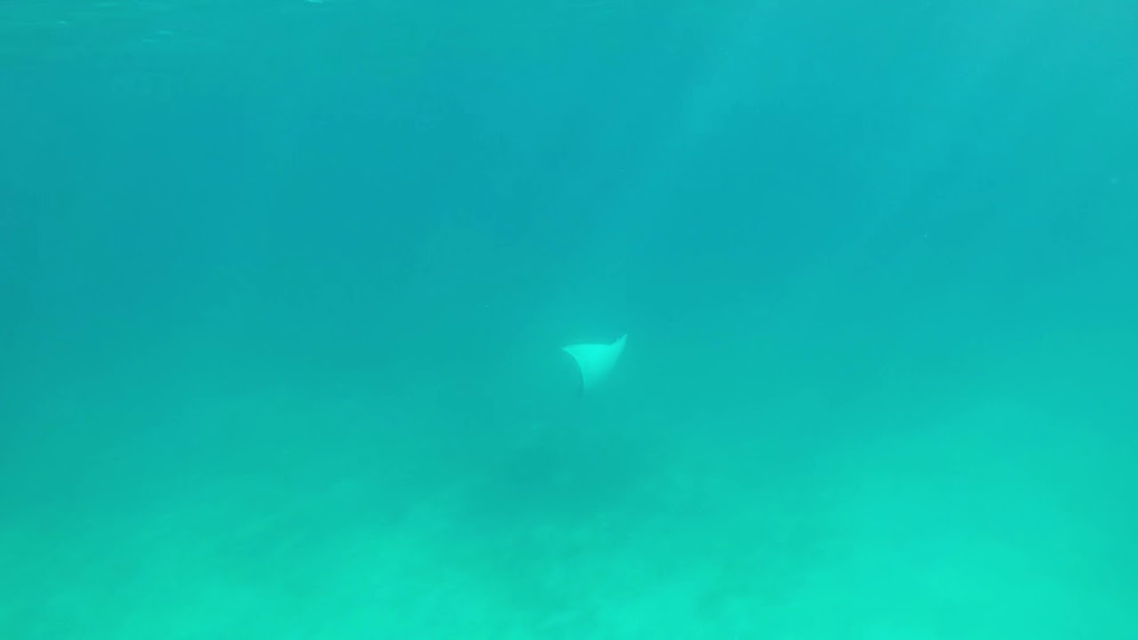 Eagle Ray breach in Turks and Caicos - YouTube