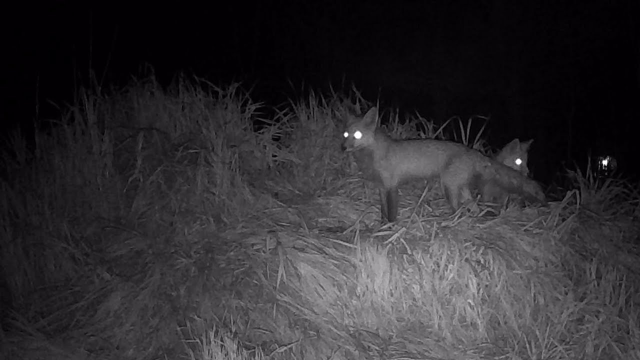 Red Fox Den Trail Camera Videos | Suspect Hoot - YouTube