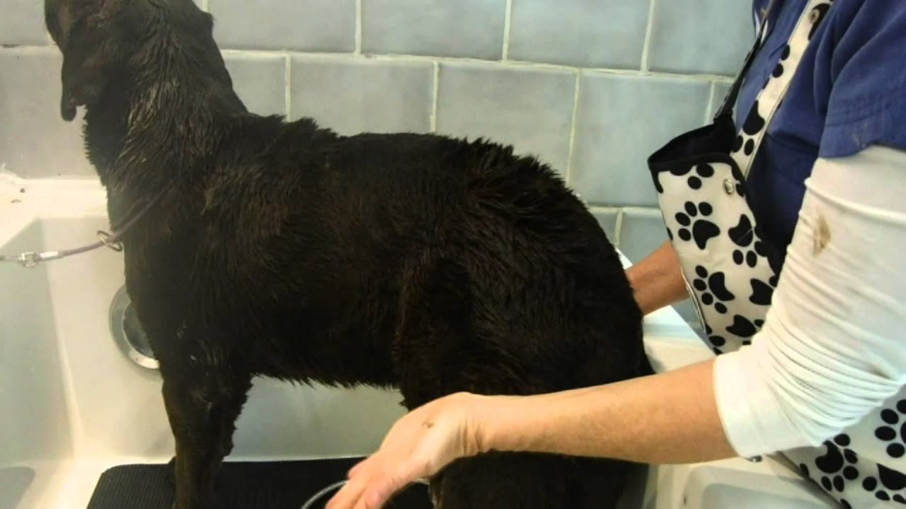 Madra Mór Dog Loving Mud Massage - YouTube