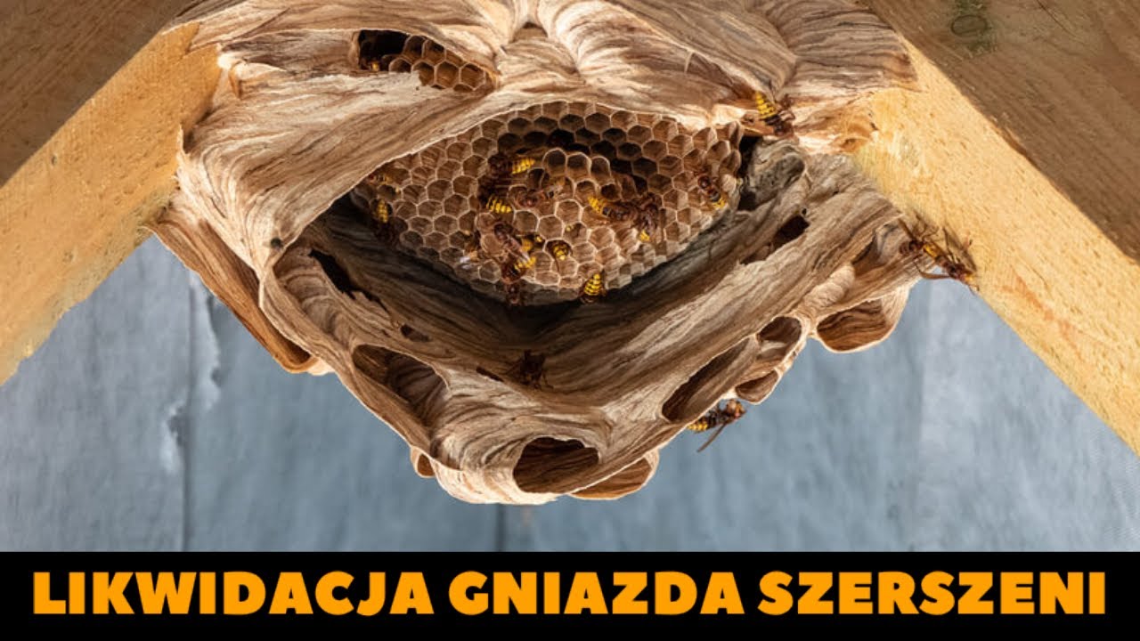 SZERSZENIE LIKWIDACJA GNIAZDA - usuwanie gniazda os - gniazdo os ...