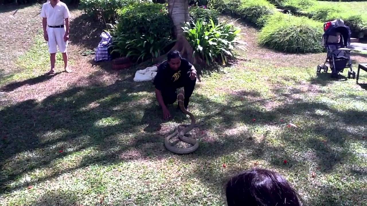King Cobra Snake Show 3 (2012) Penang - YouTube