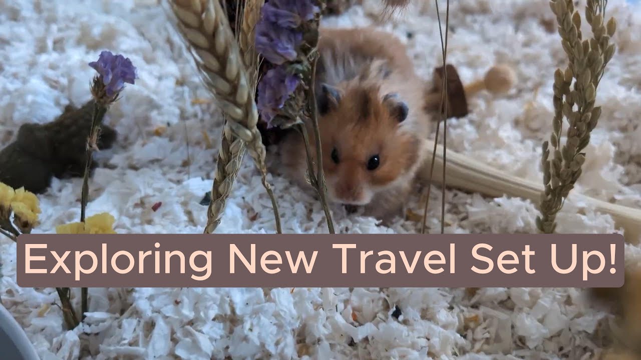 Exploring New Hamster Travel Set Up - YouTube