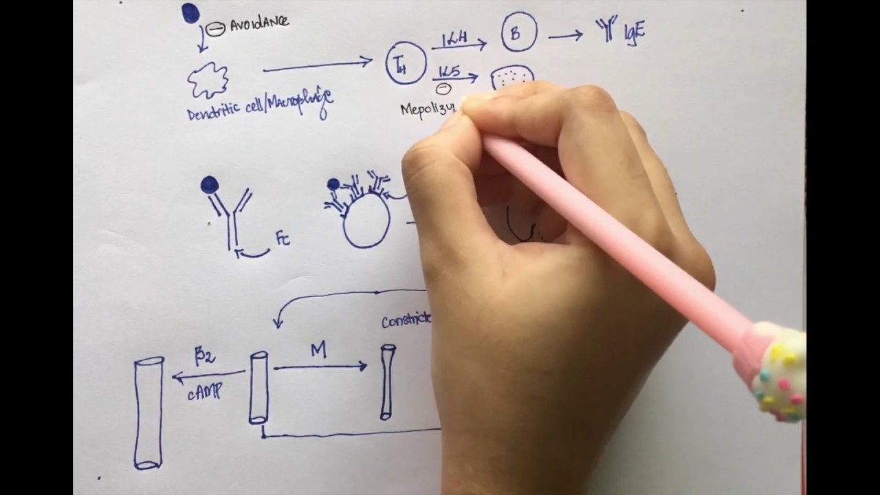 Pharmacology: How to understand the drugs used in managing asthma ...