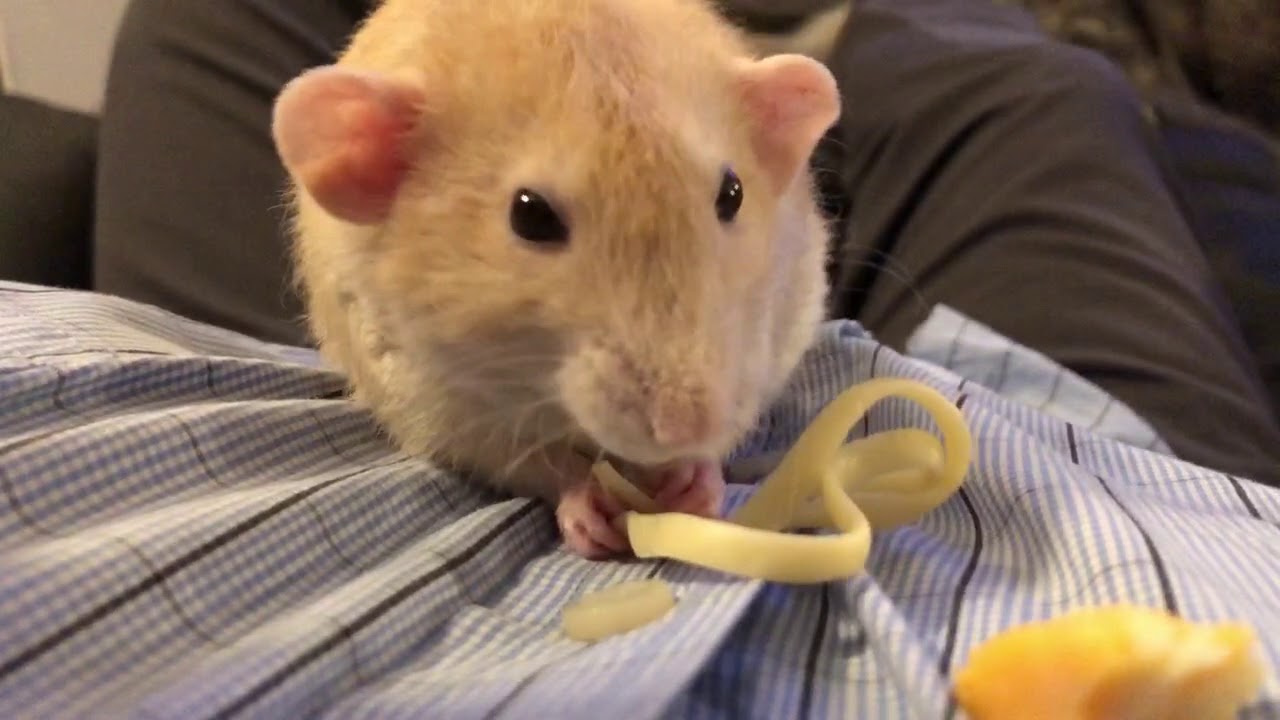 Rat eating a noodle - YouTube
