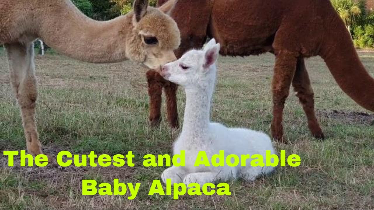 The Cutest and Adorable Baby Alpaca - YouTube