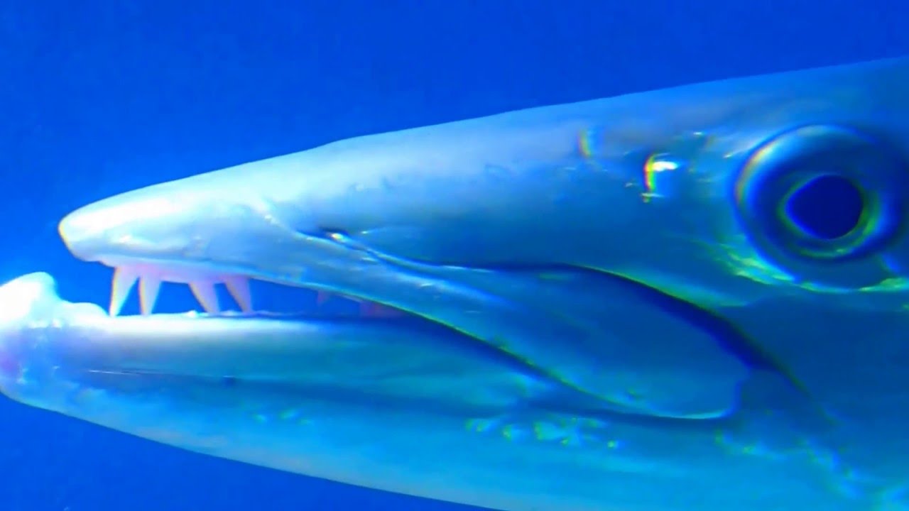 Oceanography, Sea life, Baracuda TEETH Defensive Posturing - YouTube