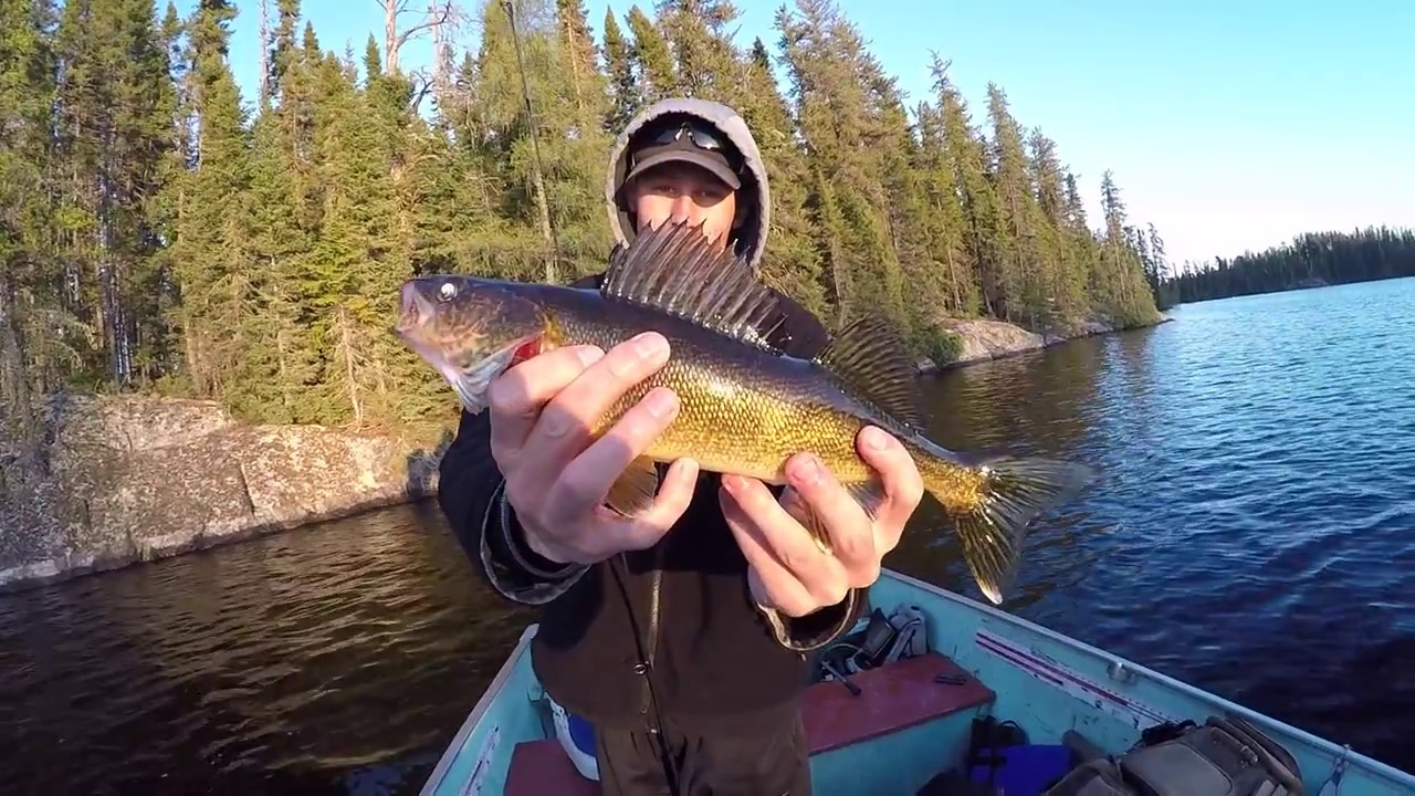 CATCHING NICE WALLEYES IN CANADA [2017] HD - YouTube