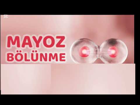Mayoz Rap 7.Sınıflar için Mayoz Rap