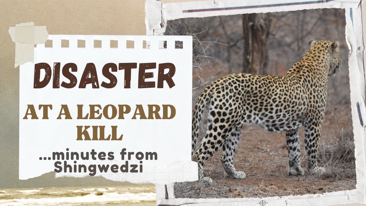 Disaster at a leopard kill - YouTube