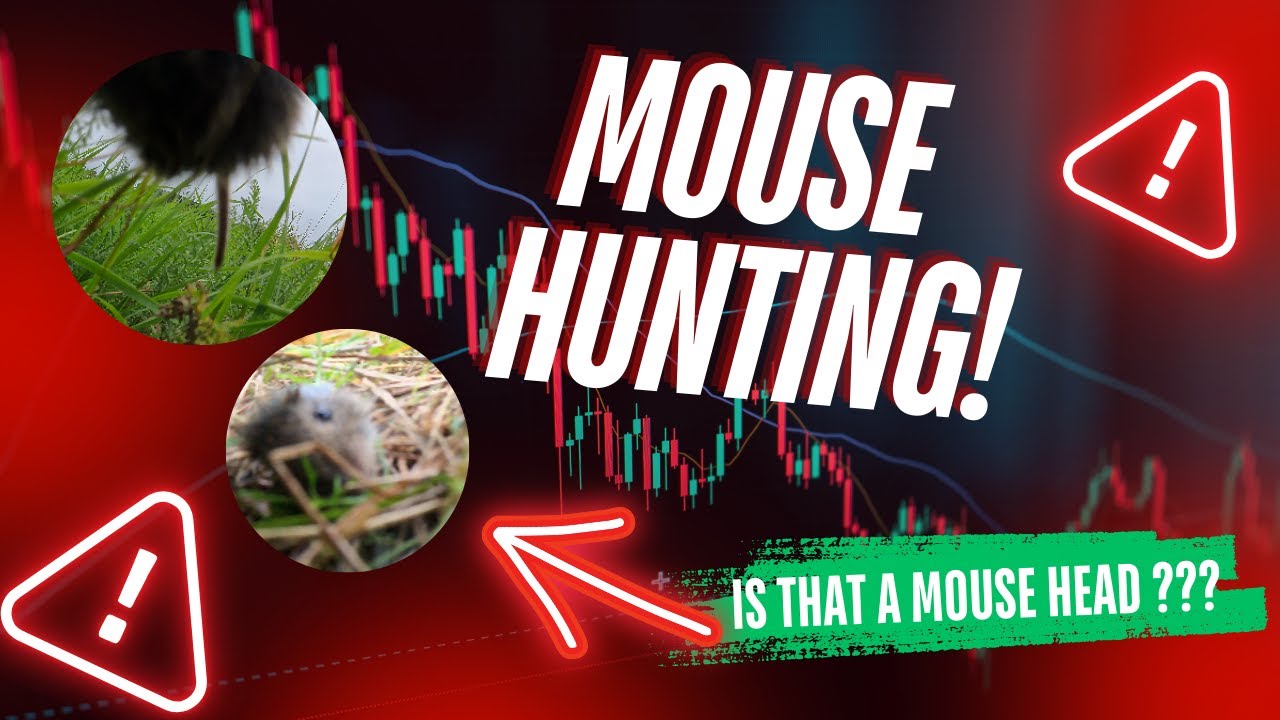 CAT MOUSE HUNTING | Mouse catching with Chester - YouTube