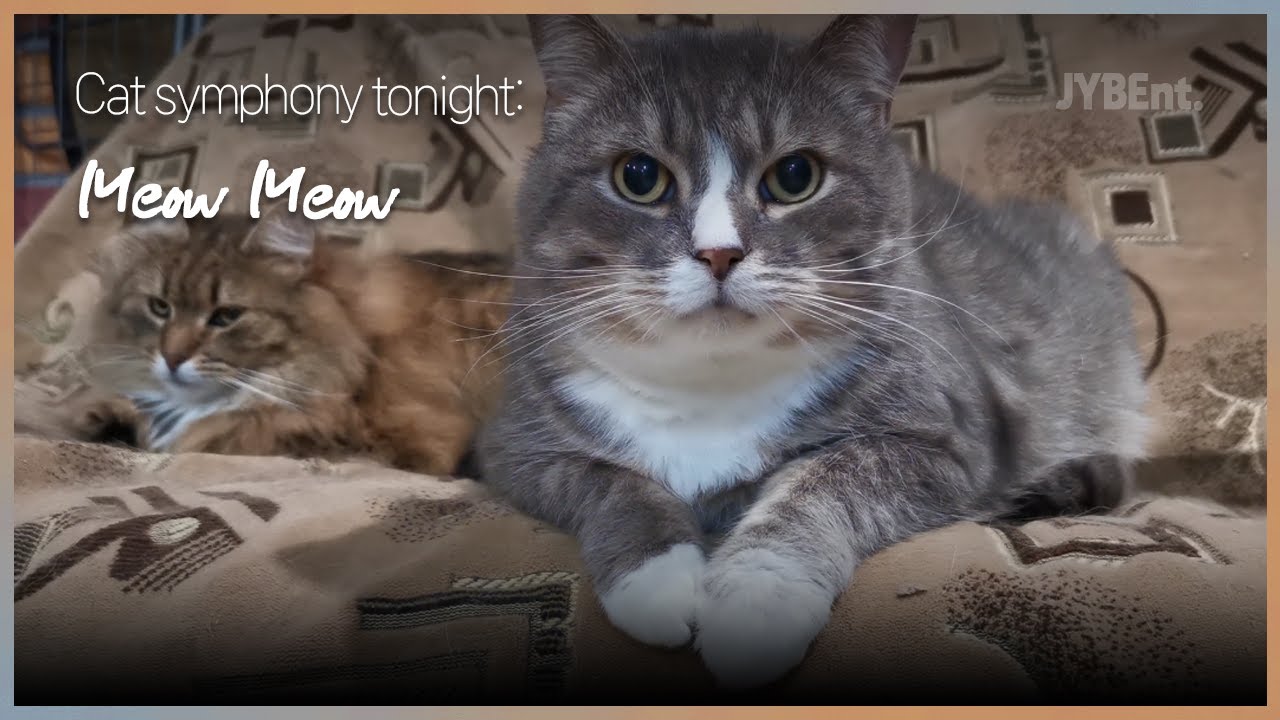 Cat symphony tonight: Meow Meow - YouTube