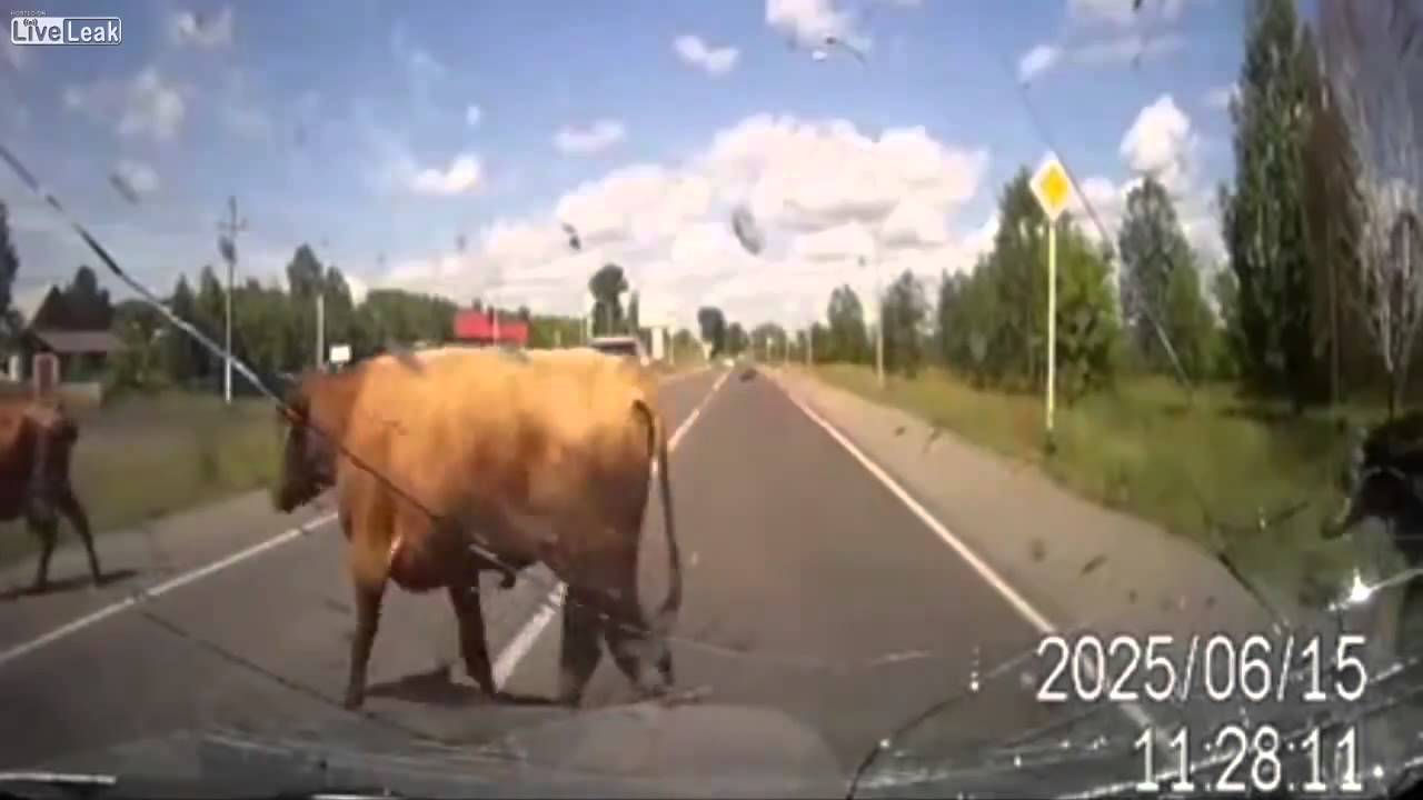 Crazy Crash Leads to Cow being Hit - Crazy Cool Crashes - YouTube