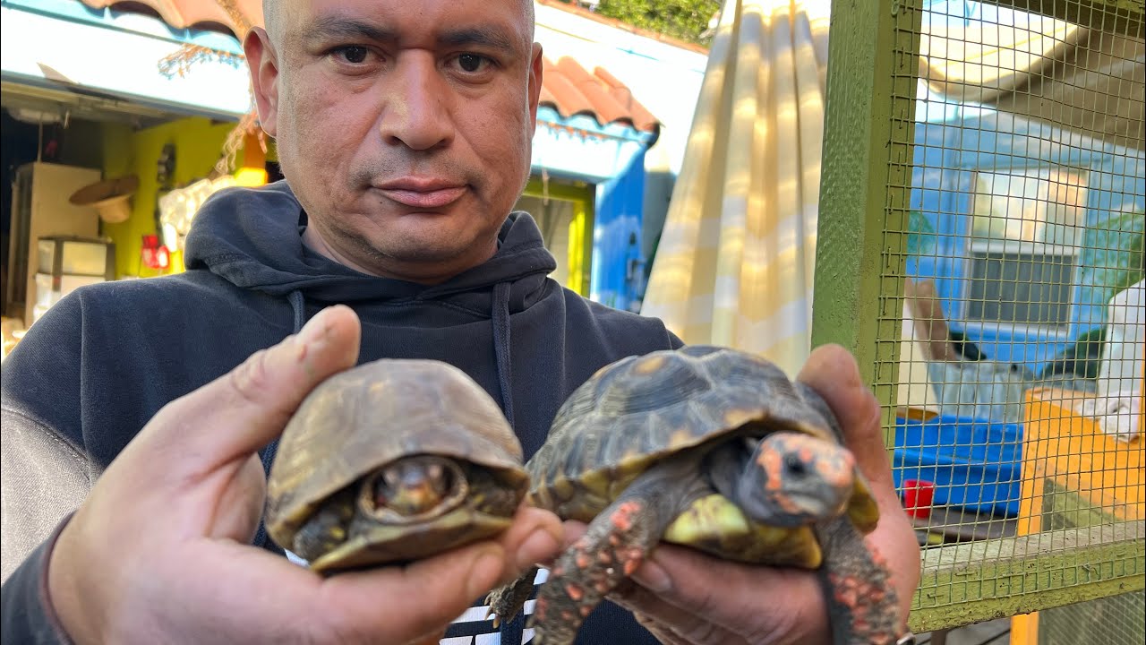 ‘Lil Red the Red Foot & Fire 🔥 the Box Turtle - livestream’in today 12/ ...