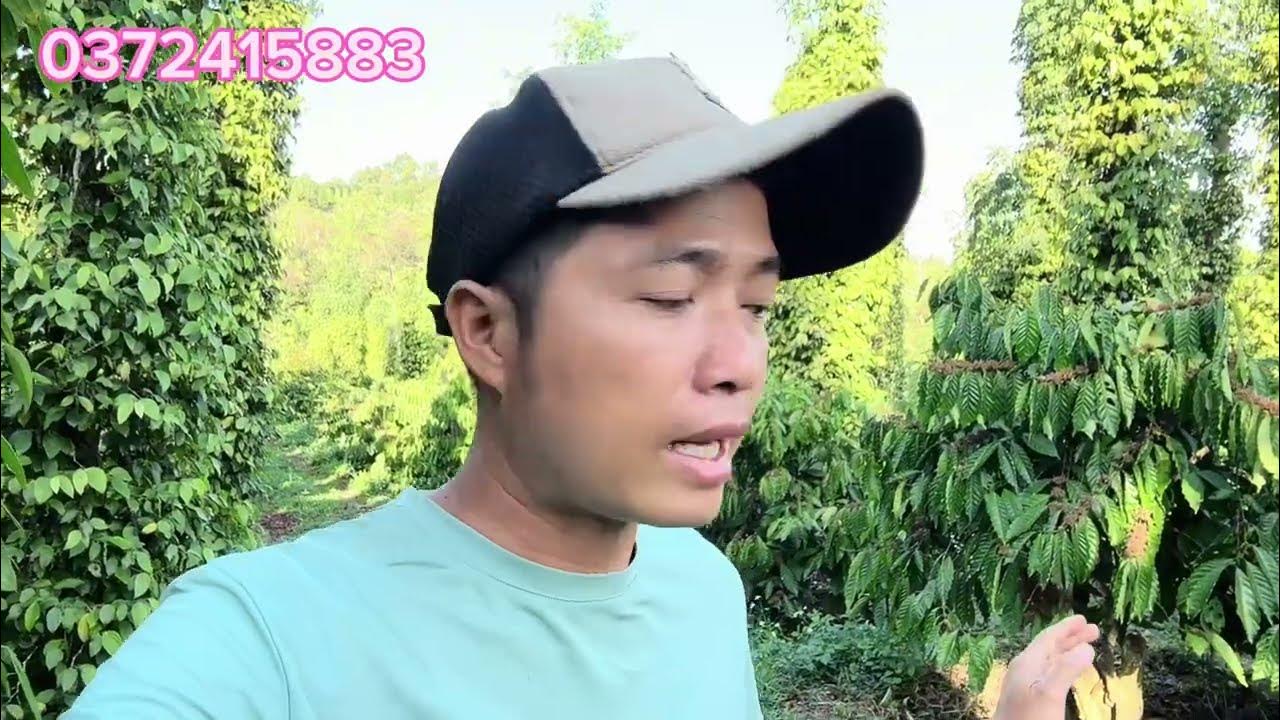 Bán đất TT.Đắk Mil 1,5hec nguồn thu mạnh Cách Ql 14 Chỉ 2km Sổ đầy đủ - YouTube