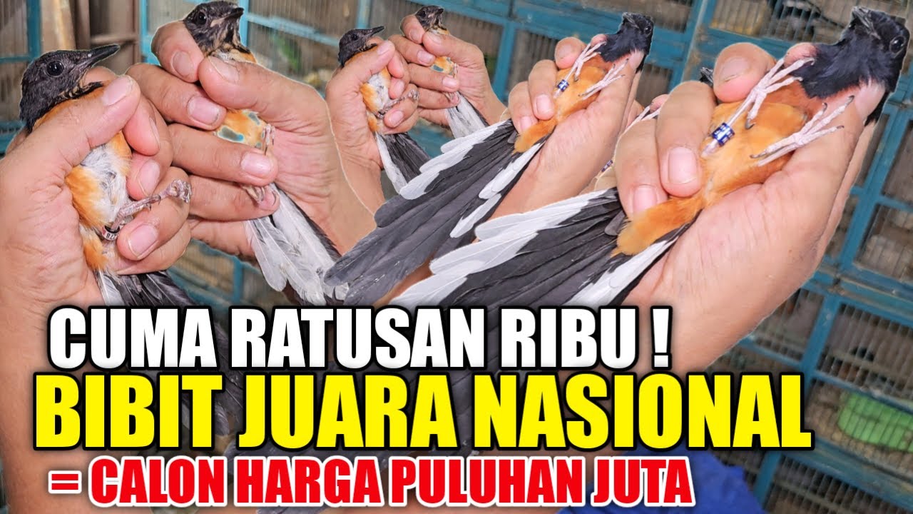 MURAI RATUSAN RIBU RASA 5 JUTA, CALON JUARA NASIONAL BOHONG KALAU GA ...