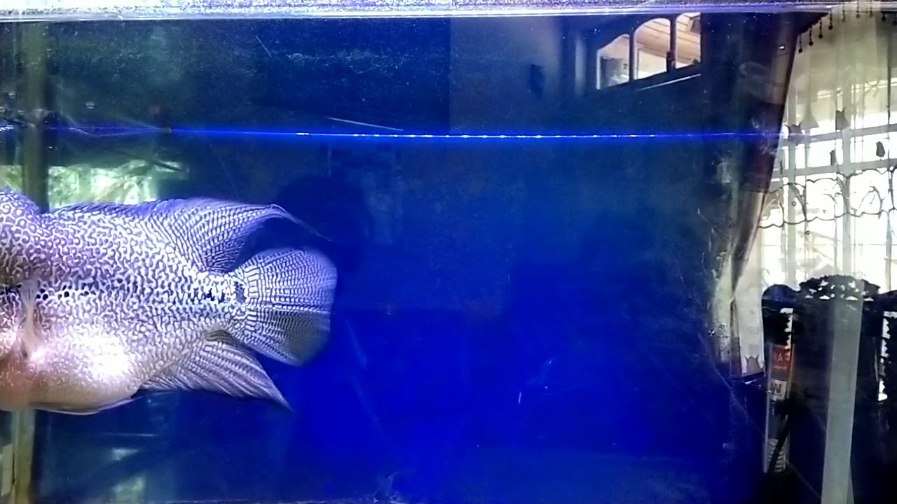 Ikan lohan di aquarium - YouTube