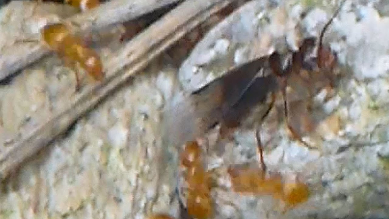 Lasius umbratus - Ant / Mravenec - YouTube